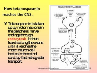 Tetanus | PPT