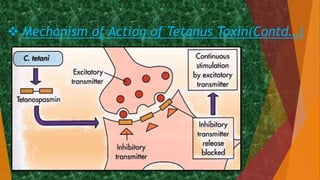 Tetanus | PPTX