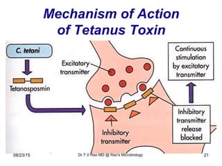 Tetanus Bacteria Diagram