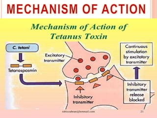 Tetanus Bacteria Diagram