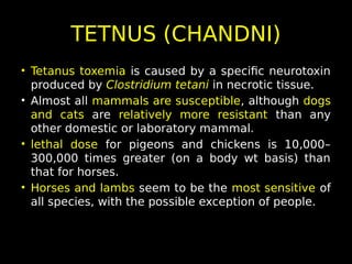 Tetanus | PDF