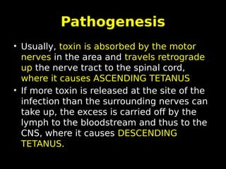 Tetanus | PDF