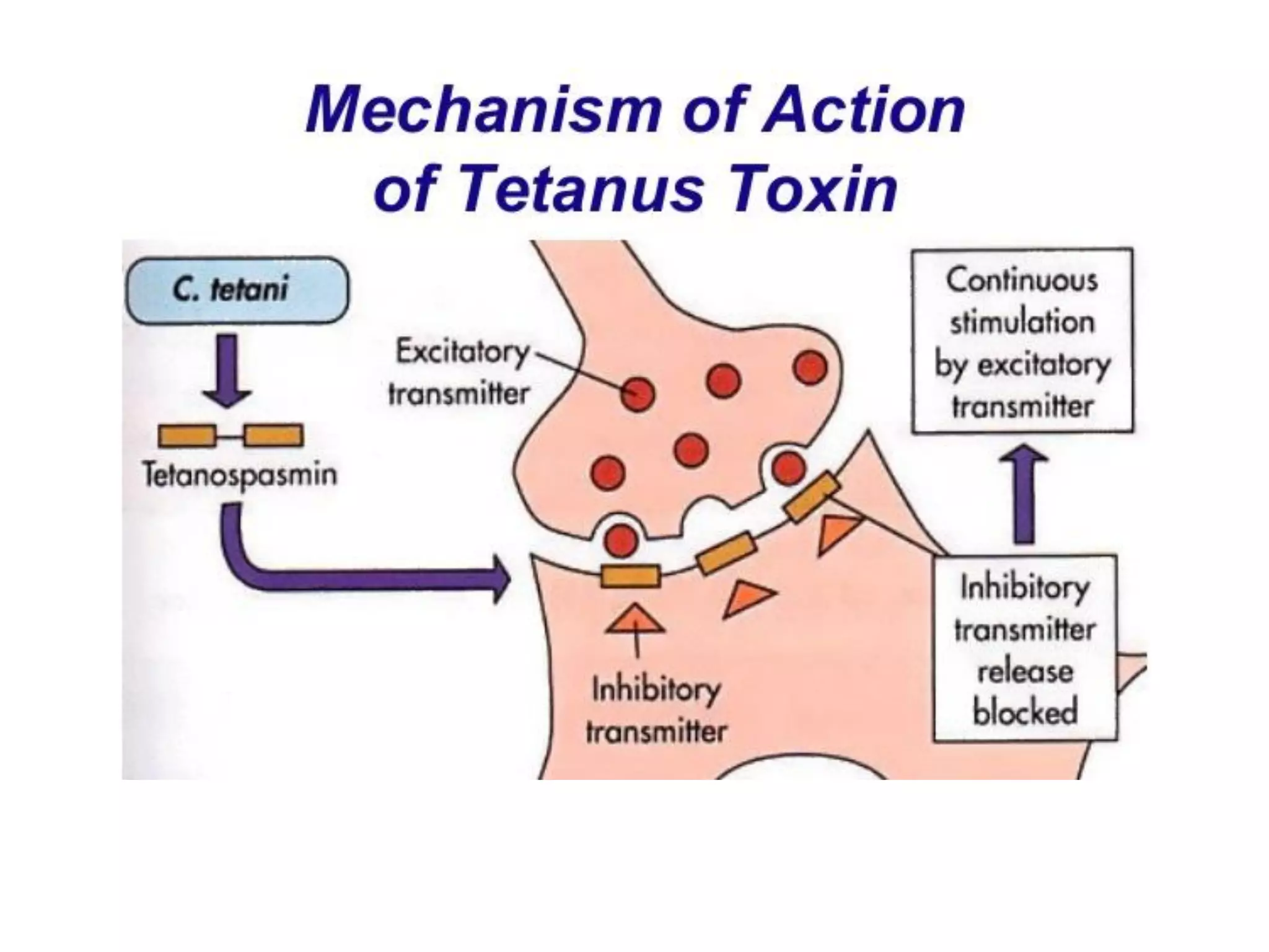 Tetanus | PDF