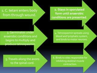 Tetanus.ppt