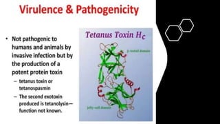 Tetanus.pptx