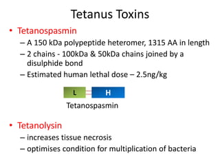 Tetanus Presentation for medical doctors | PPTX