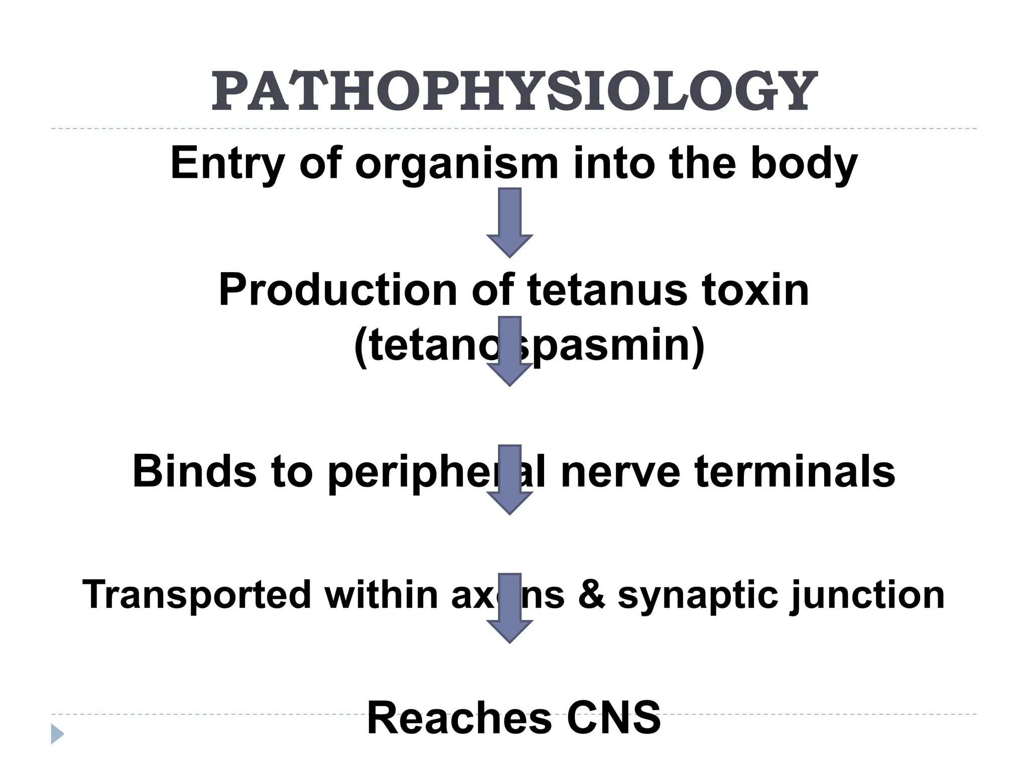 Tetanus Adult health nursing 3rd Semester | PPTX