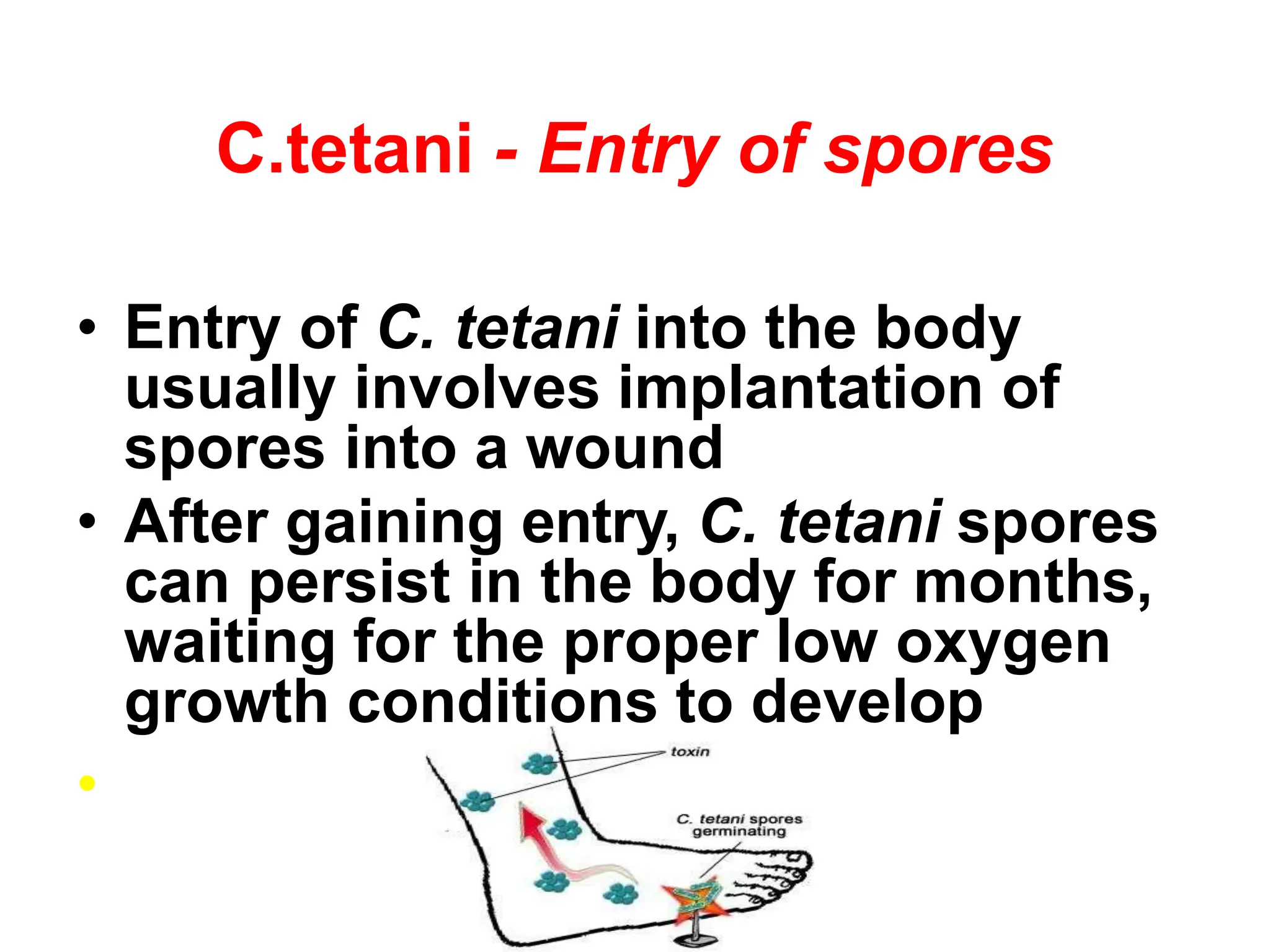 tetanus.pptx, introduction, pathophysiology | PPTX | Infectious ...
