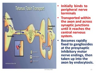 tetanus.pptx, introduction, pathophysiology | PPTX | Infectious ...