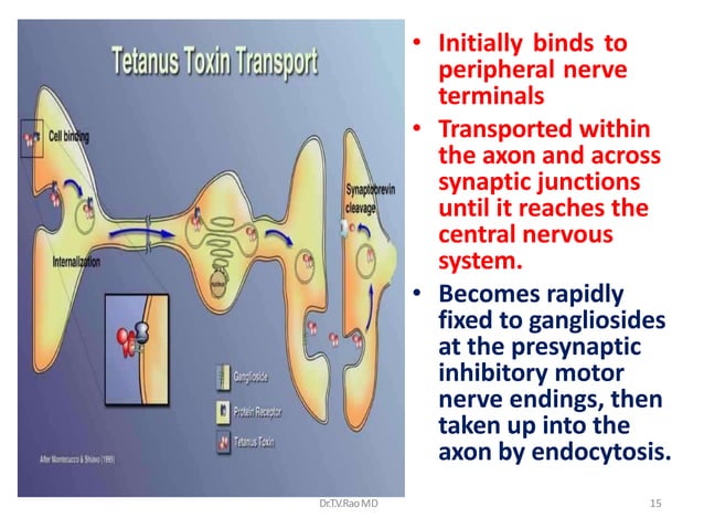 tetanus.pptx, introduction, pathophysiology | PPTX | Infectious ...
