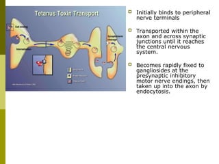 Tetanus ,prophylaxis amd it's management | PPT