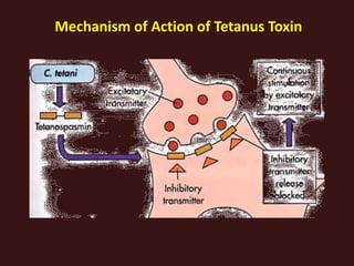Tetanus -Basics | PPTX