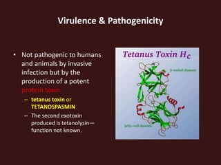 Tetanus -Basics | PPTX