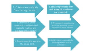 Tetanus | PPTX