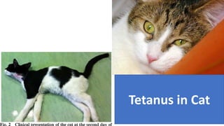 Tetanus in equines and dairy animals | PDF