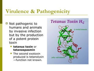 !Tetanus m | PPT