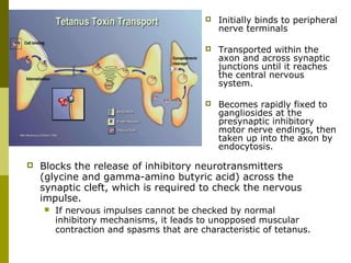 !Tetanus m | PPT