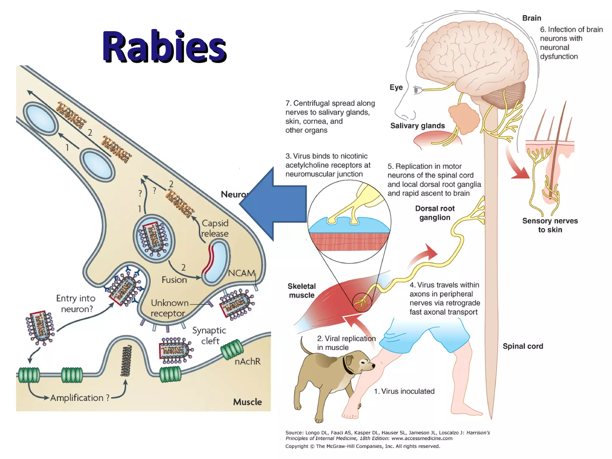 Tetanus-strichnine toxicity & rabies | PPT