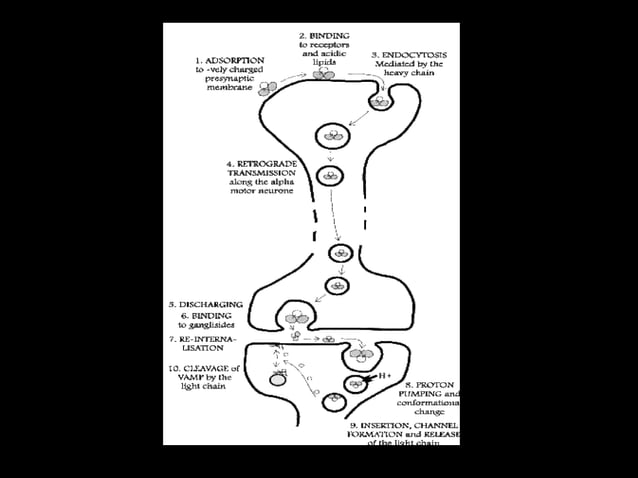 Tetanus toxin mechanism | PPTX | Infectious Diseases | Diseases and ...