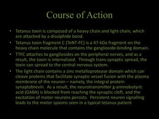 Tetanus toxin mechanism | PPTX