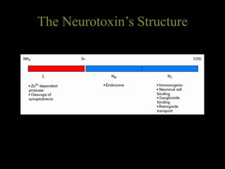 Tetanus toxin mechanism | PPTX