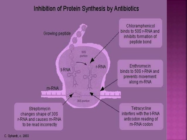 Tetracycline | PPTX | Chemistry | Science