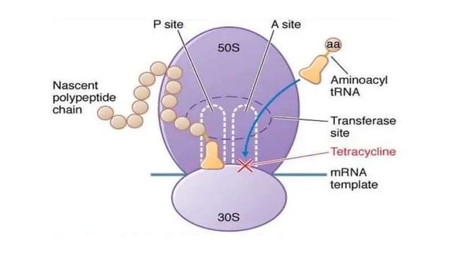 Pharmacotherapy of antibiotic Tetracycline.ppt