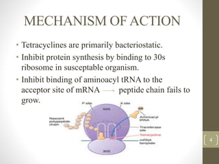Tetracyclines | PPT