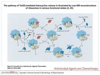 Tetracyclines, glycicyclines, macrolides and ketolides Drugs | PPT