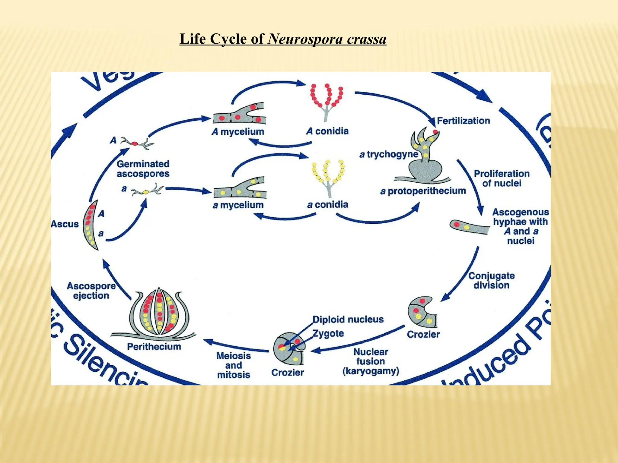 genetics Yeast, neurospora, Tetrad-Analysis.pptx