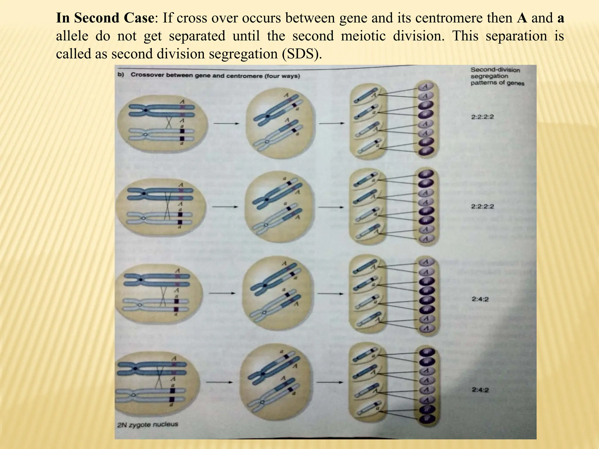 genetics Yeast, neurospora, Tetrad-Analysis.pptx