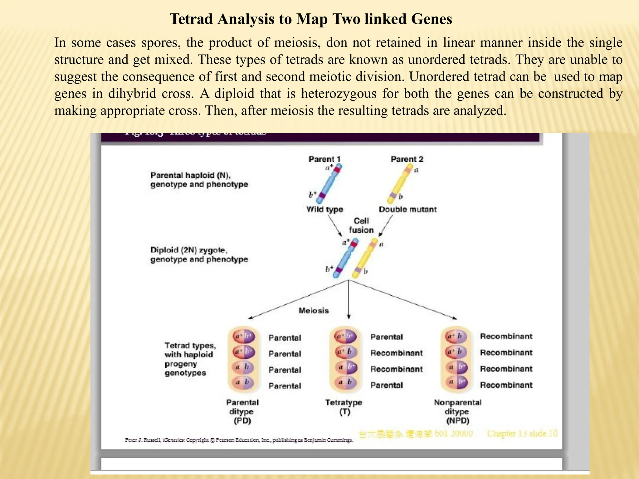 genetics Yeast, neurospora, Tetrad-Analysis.pptx