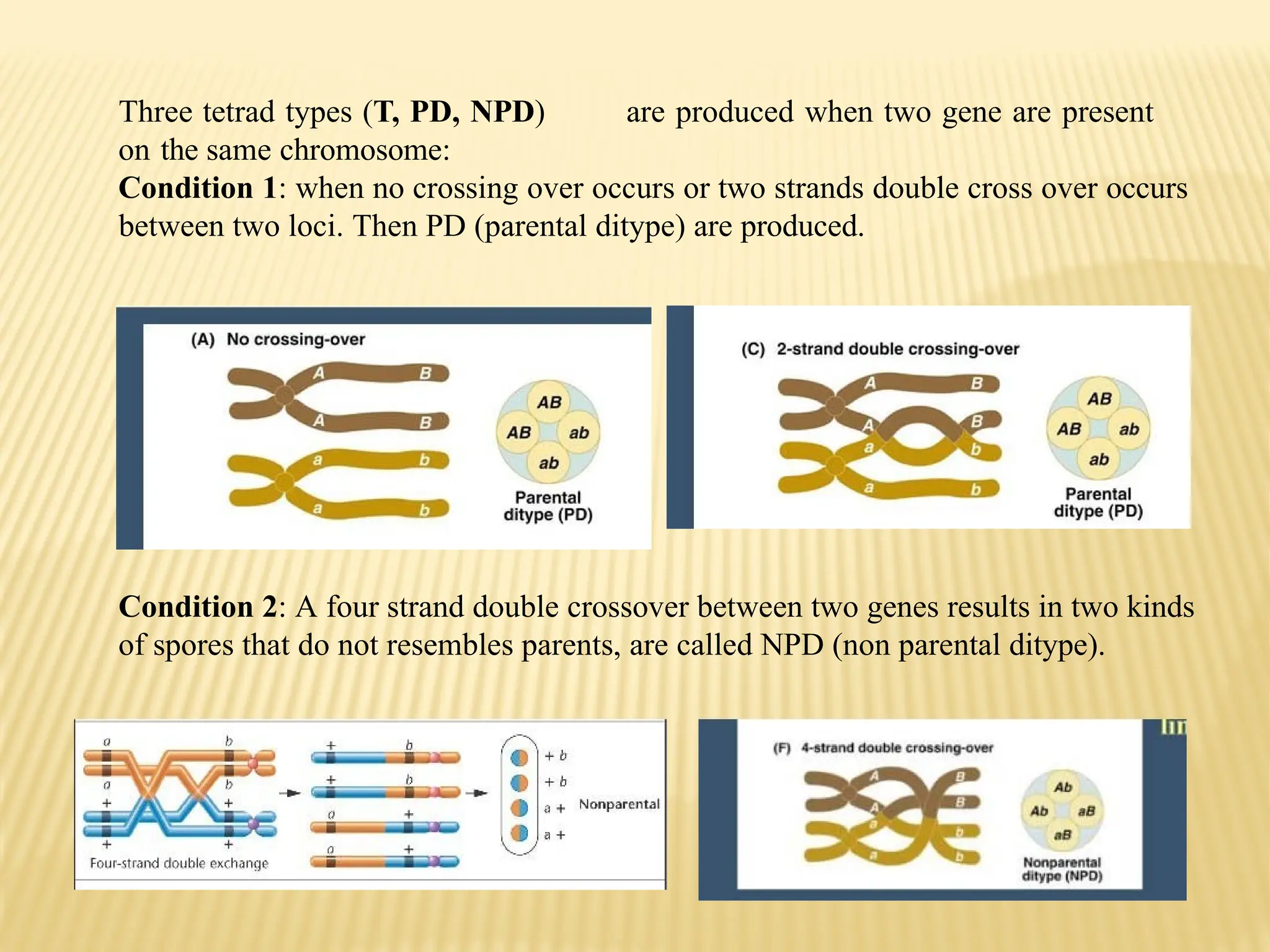 genetics Yeast, neurospora, Tetrad-Analysis.pptx