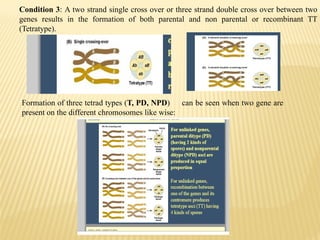 genetics Yeast, neurospora, Tetrad-Analysis.pptx