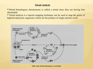 genetics Yeast, neurospora, Tetrad-Analysis.pptx