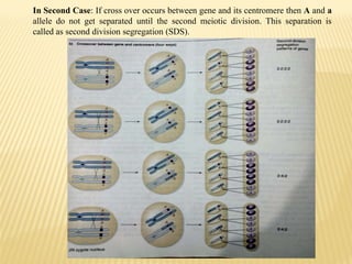 genetics Yeast, neurospora, Tetrad-Analysis.pptx