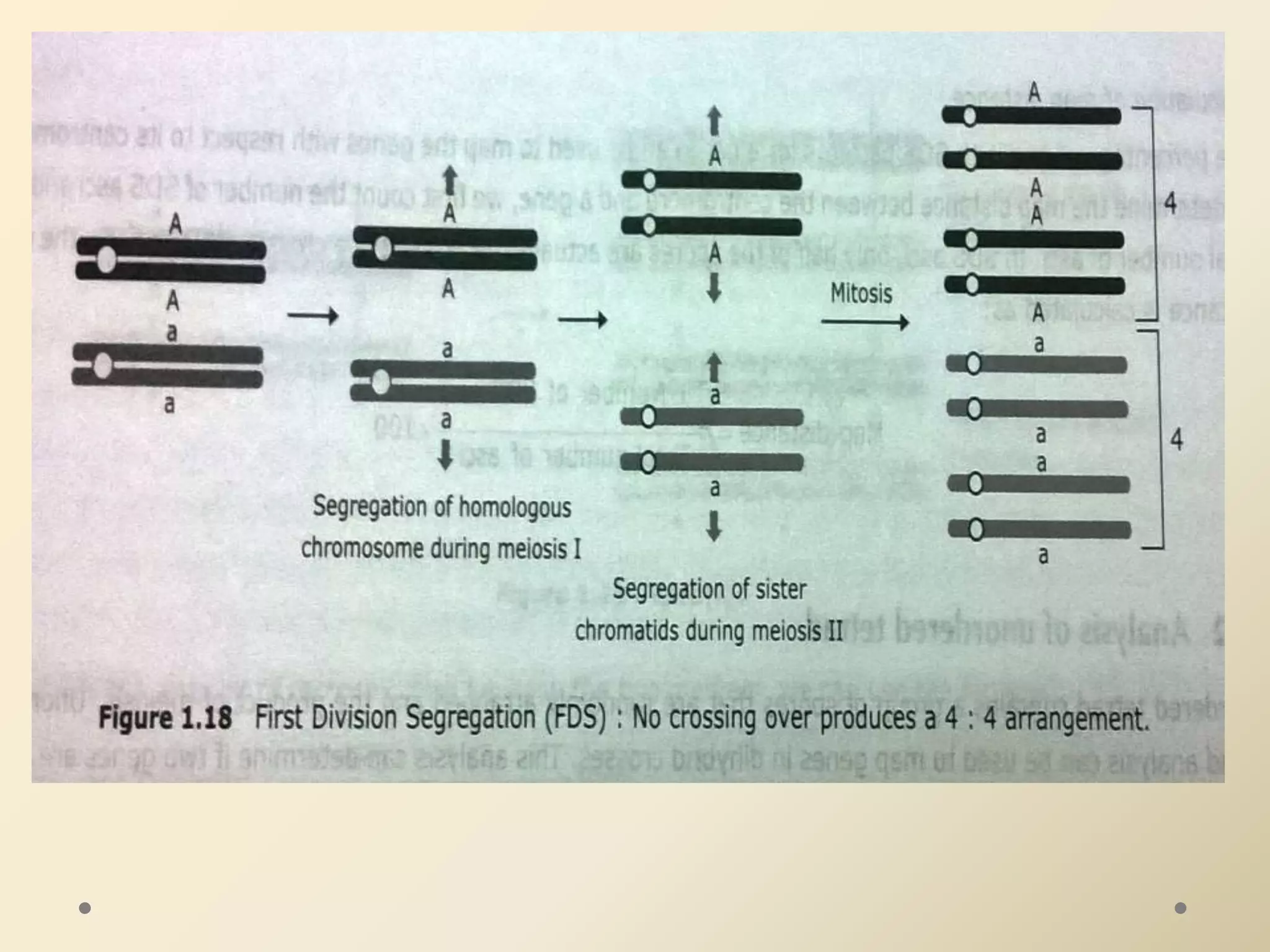 Tetrad analysis | PPTX