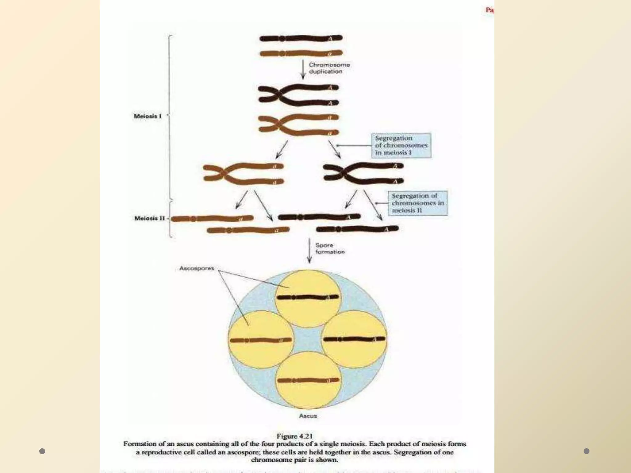Tetrad analysis | PPTX
