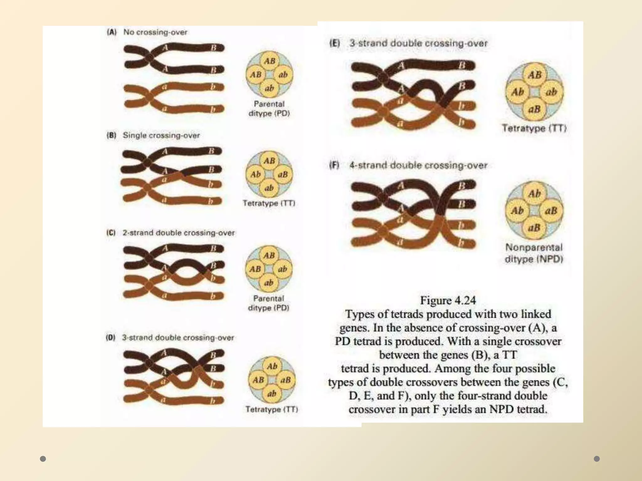 Tetrad analysis | PPTX