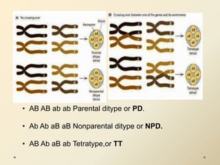 Tetrad analysis | PPTX