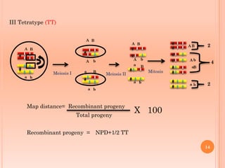 Tetrad analysis by rk | PDF