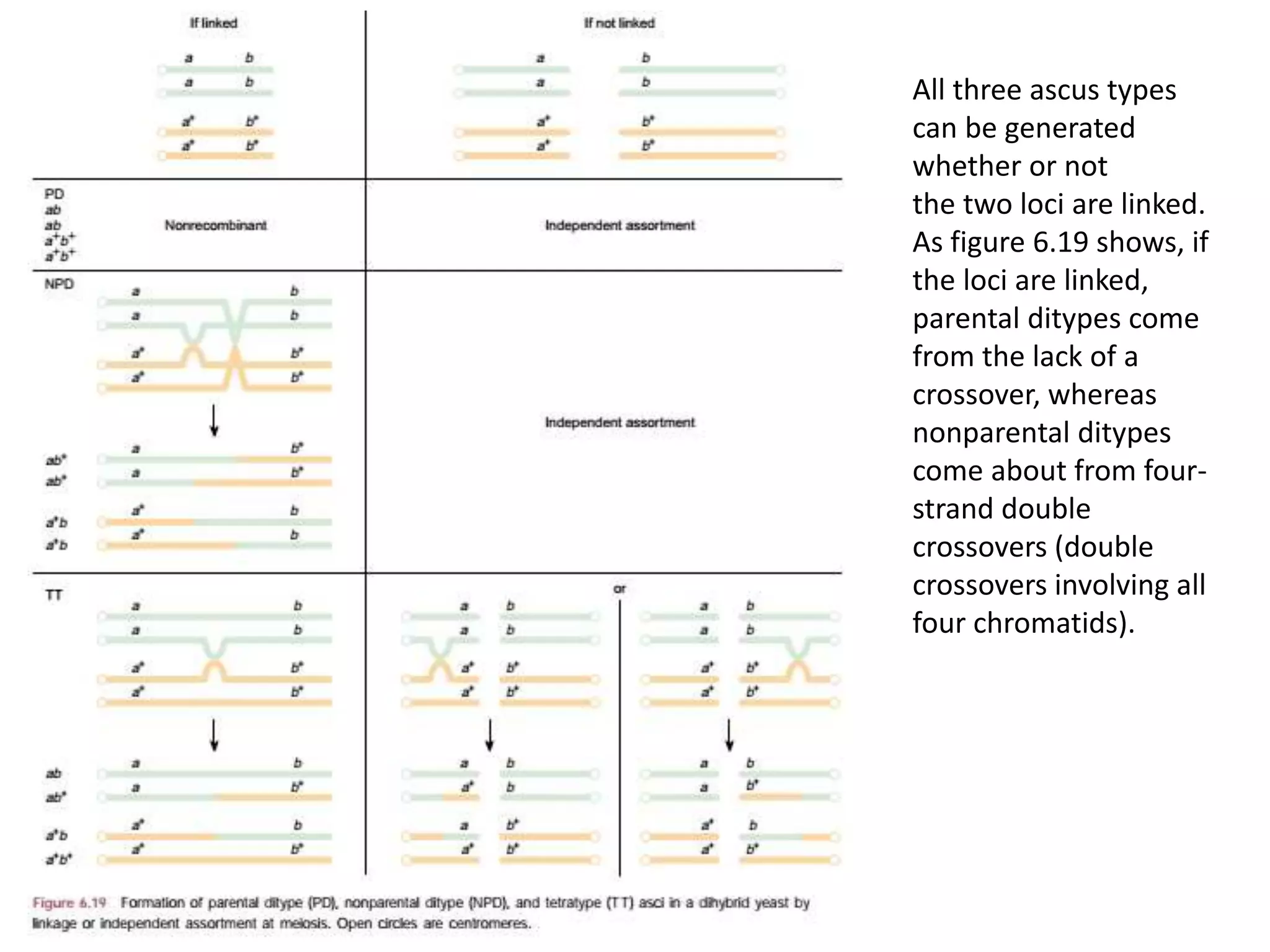 Tetrad analysis, positive and negative interference, mapping through ...