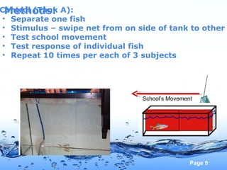 Tetra fish | PPT