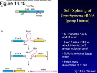 Tetrahymena genome project 2003 presentation by Jonathan Eisen | PPT