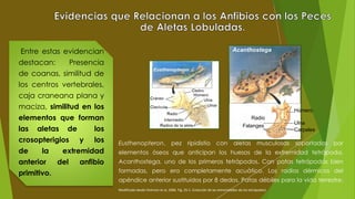 Tetrápodos: Anfibios | PDF