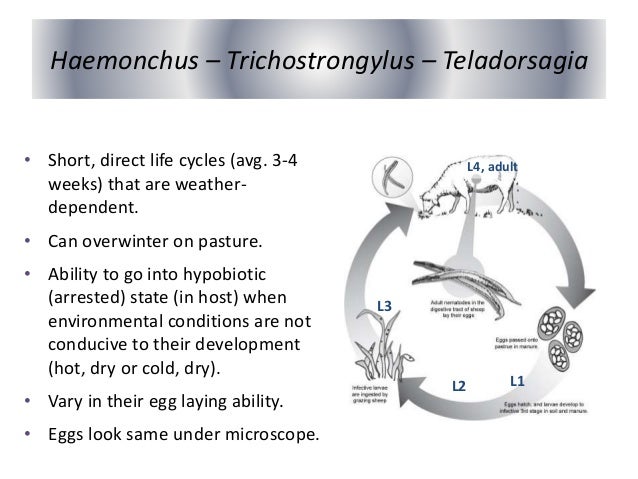 Haemonchus Contortus Life Cycle Parasitology – Page 11 – Vet Notes