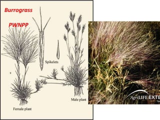Texas 4h plant list - Grasses A-C | PPTX