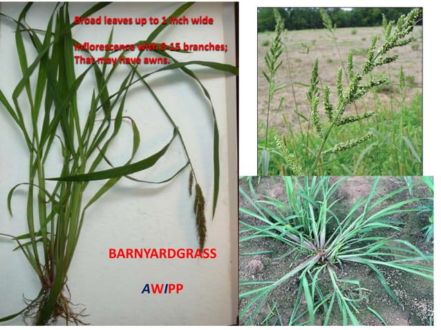 Texas 4h Plant List Grasses A C Pptx
