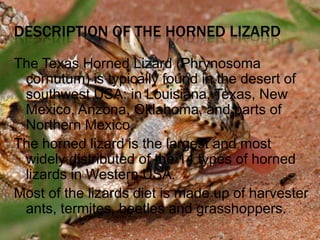 Texas Horned Lizard | PPTX