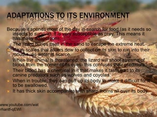 Texas Horned Lizard | PPTX